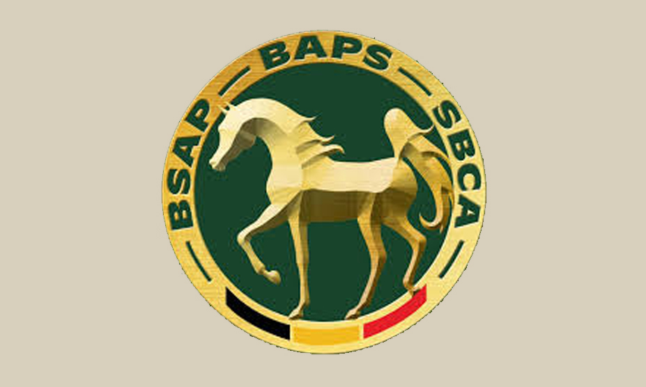 News - United Arabian Horse Championships Azelhof Lier